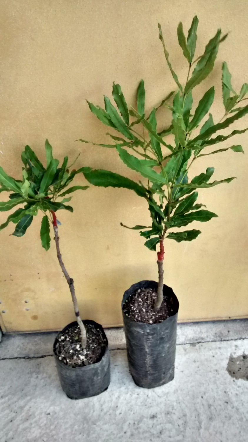 Macadamia Tree – H849 - Torere Macadamias